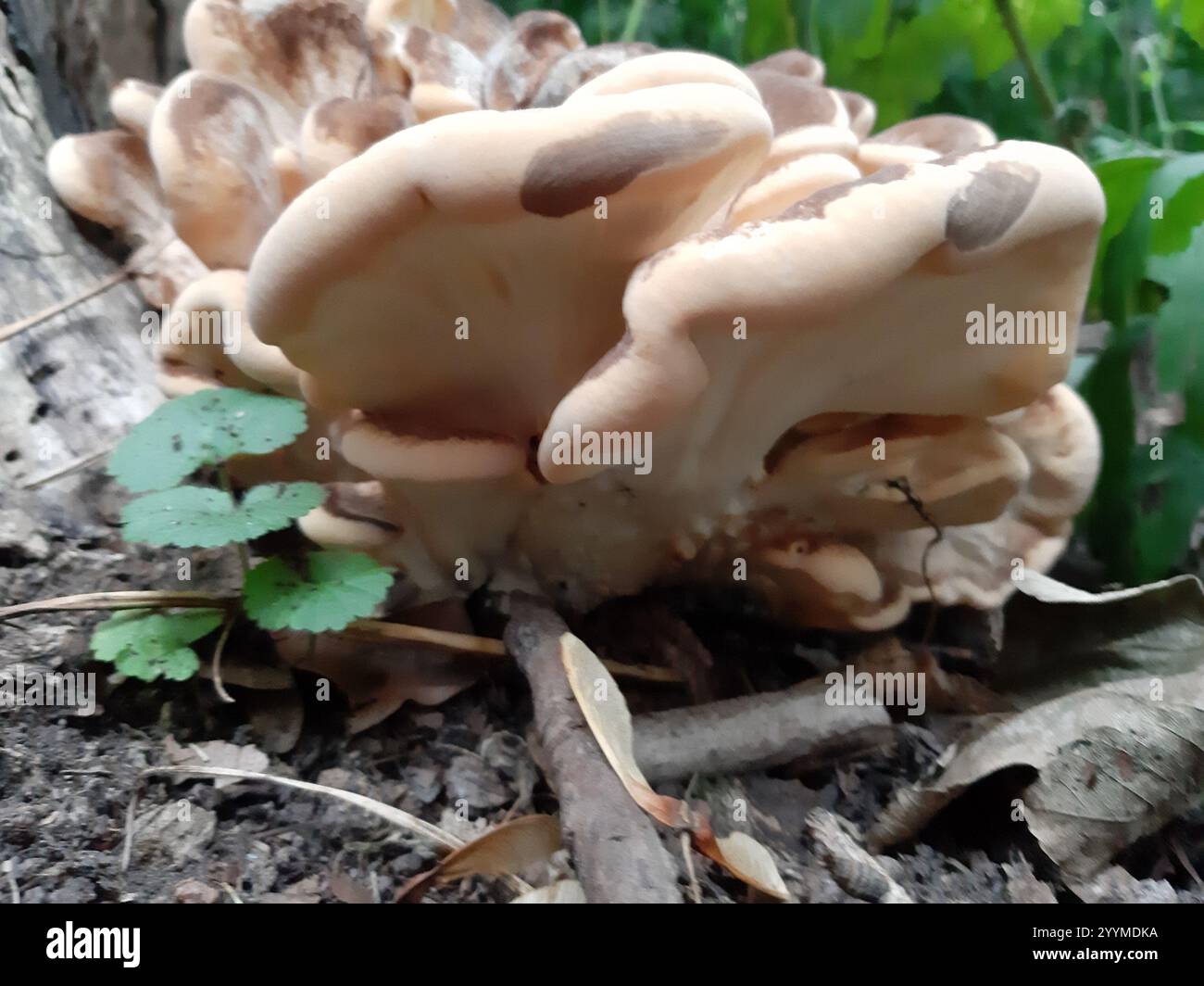 Giant Polypore (Meripilus giganteus Stock Photo - Alamy