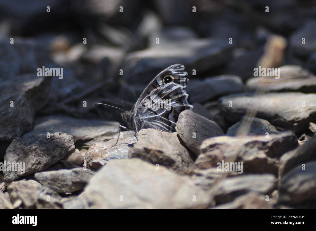 Striped grayling hi-res stock photography and images - Alamy