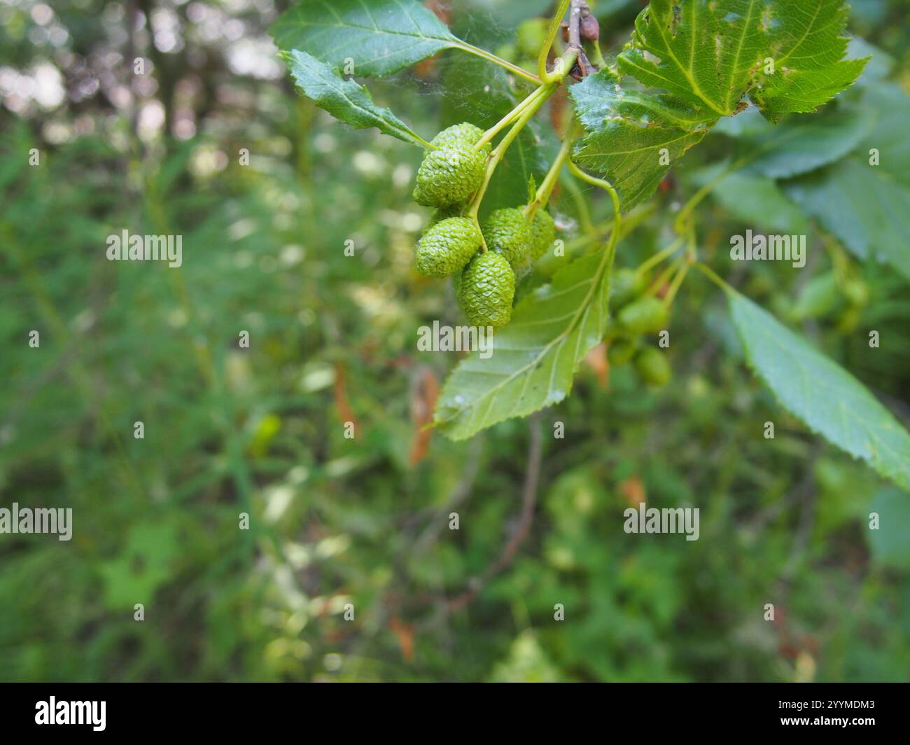 green alder (Alnus alnobetula Stock Photo - Alamy