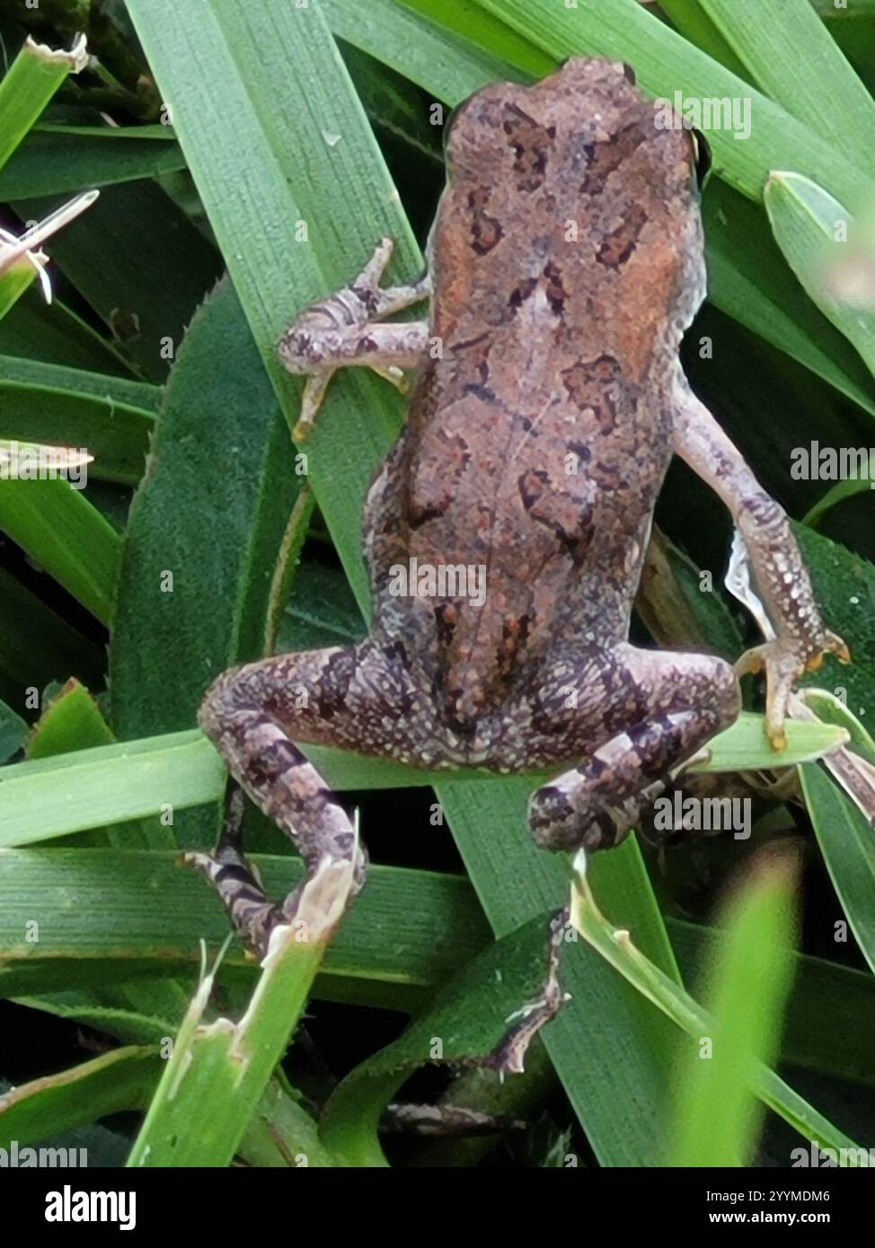 Southern Toad (Anaxyrus terrestris Stock Photo - Alamy