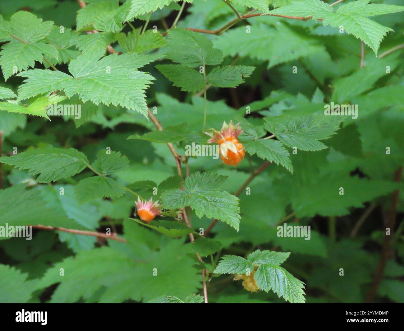 Salmonberry (Rubus spectabilis Stock Photo - Alamy