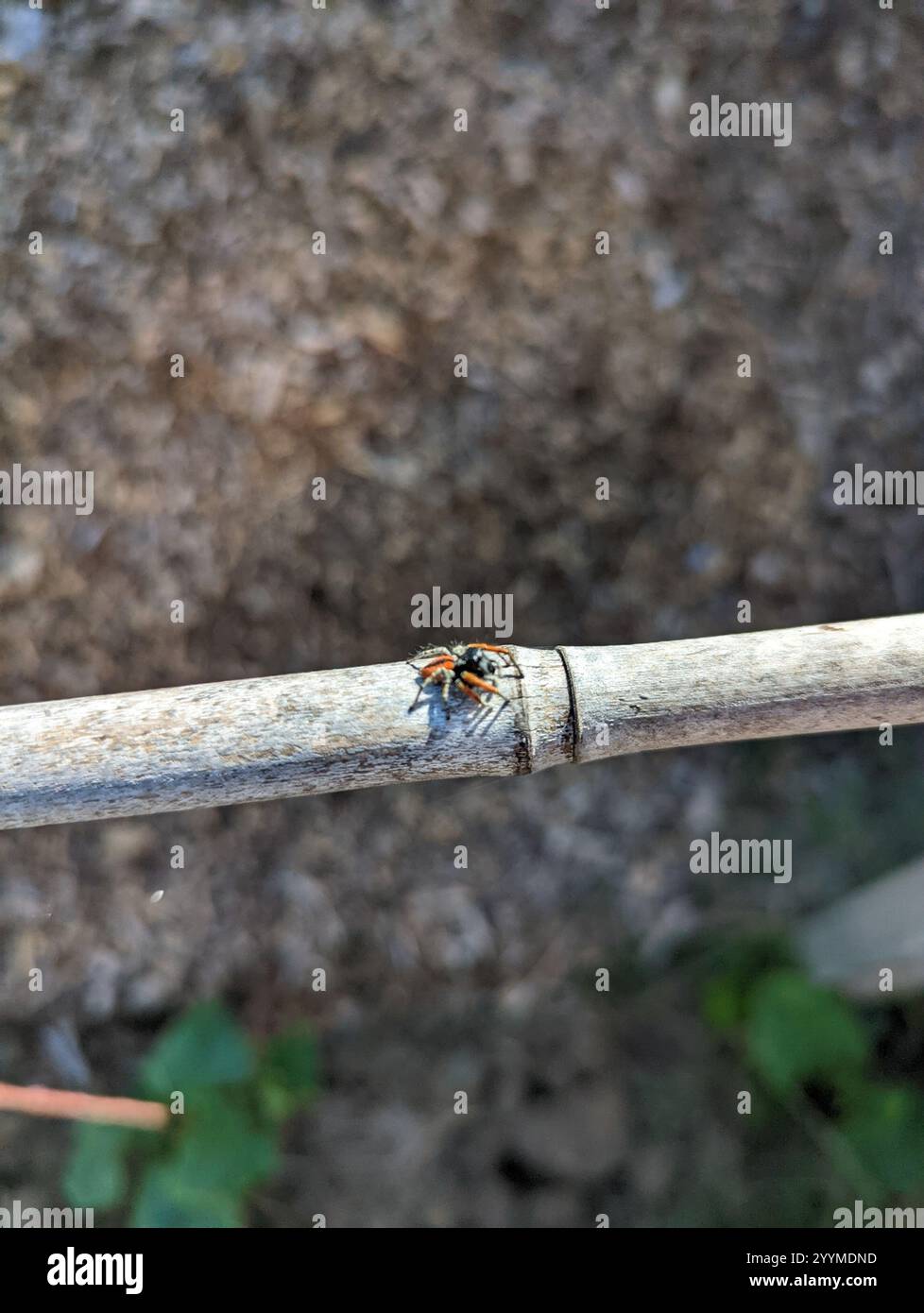 Red-bellied Jumping Spider (Philaeus chrysops Stock Photo - Alamy