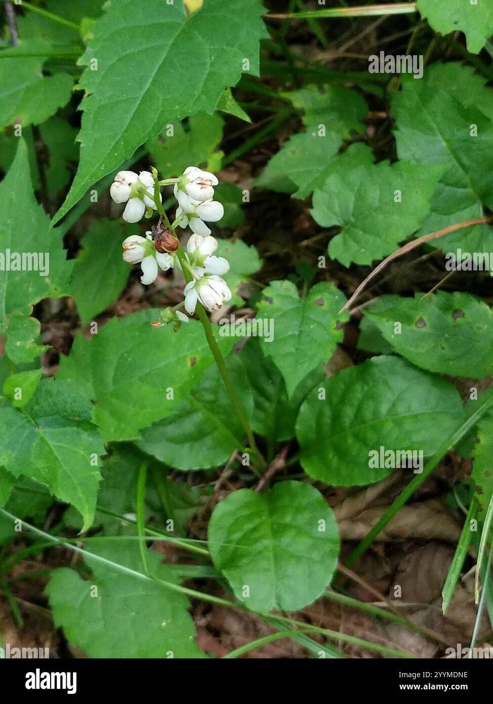 shinleaf (Pyrola elliptica Stock Photo - Alamy