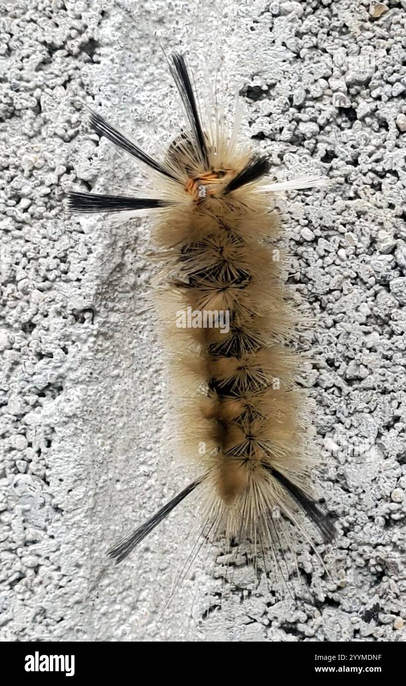 Banded Tussock Moth (Halysidota tessellaris Stock Photo - Alamy