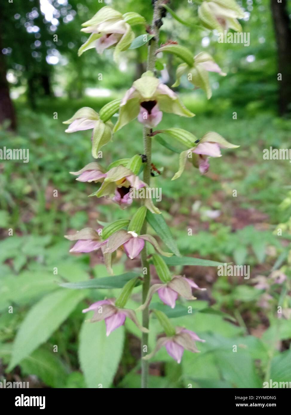 Broad-leaved helleborine (Epipactis helleborine Stock Photo - Alamy