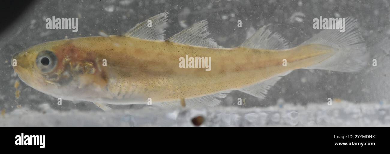 Pacific Tomcod (Microgadus proximus Stock Photo - Alamy