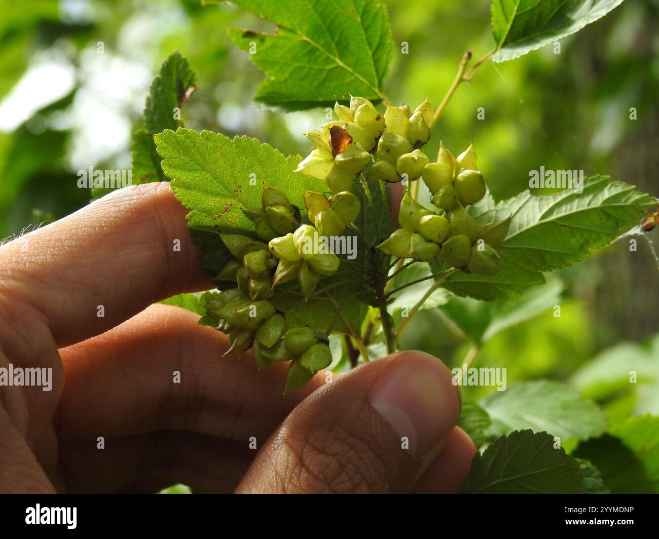 common ninebark (Physocarpus opulifolius Stock Photo - Alamy