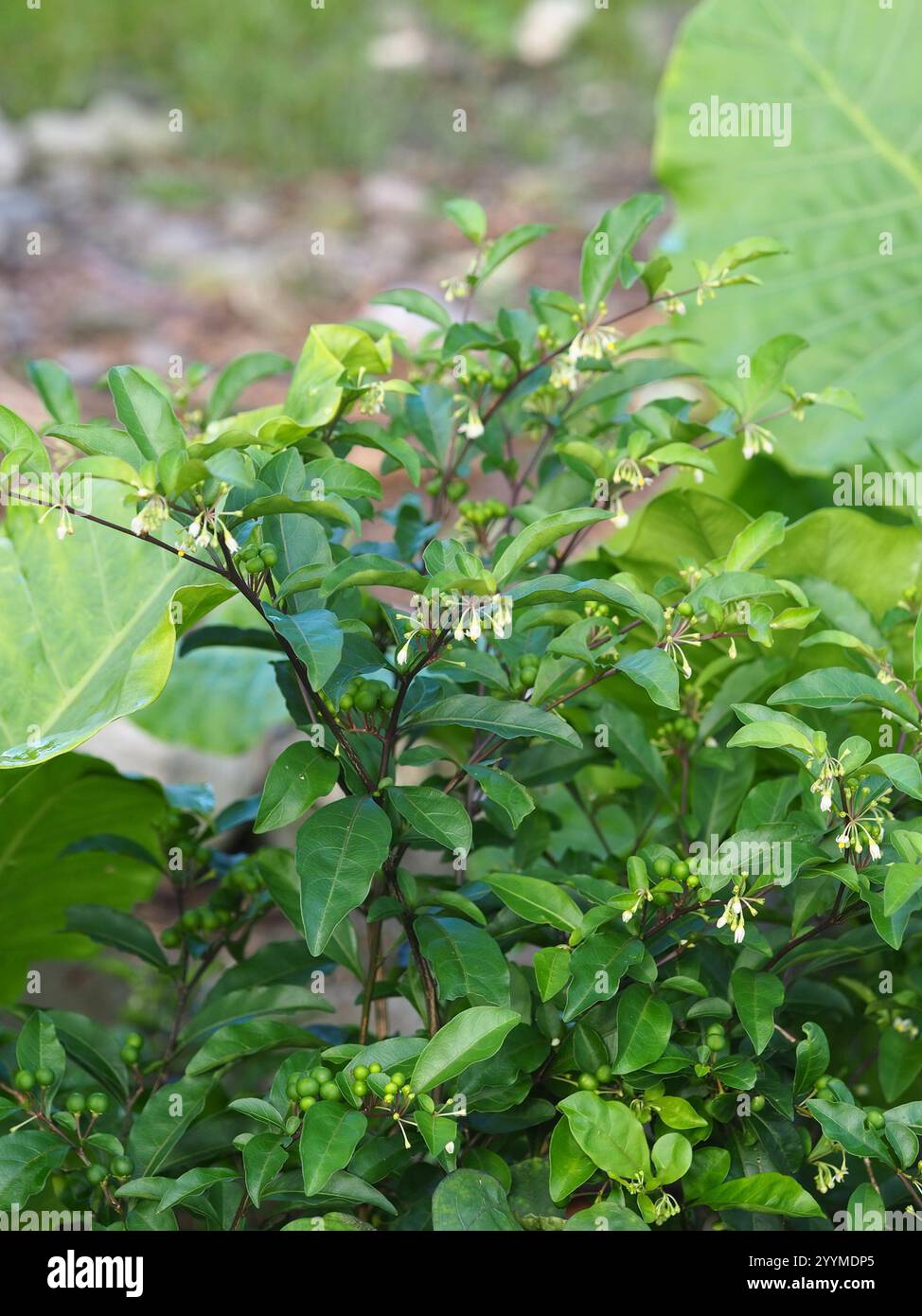 Twoleaf Nightshade Solanum Diphyllum Stock Photo Alamy