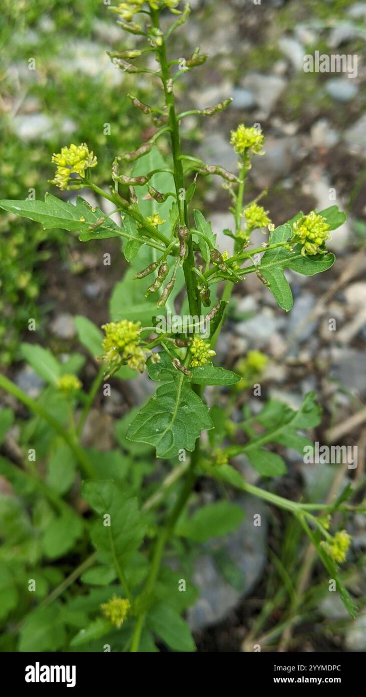 Bog Yellowcress (Rorippa palustris Stock Photo - Alamy