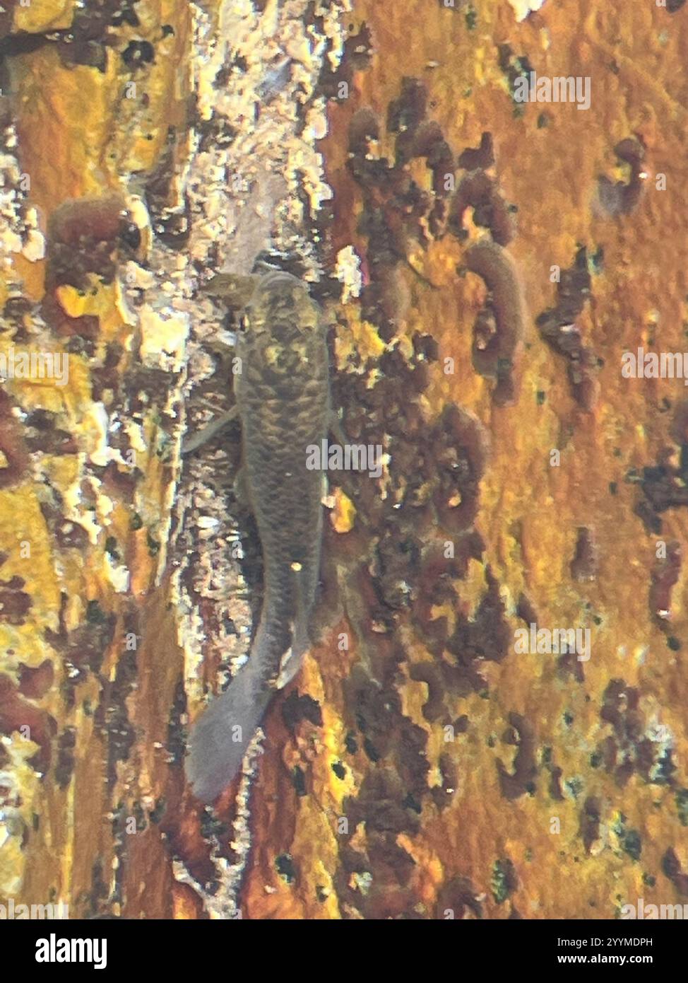 Typical Killifishes (Fundulus Stock Photo - Alamy