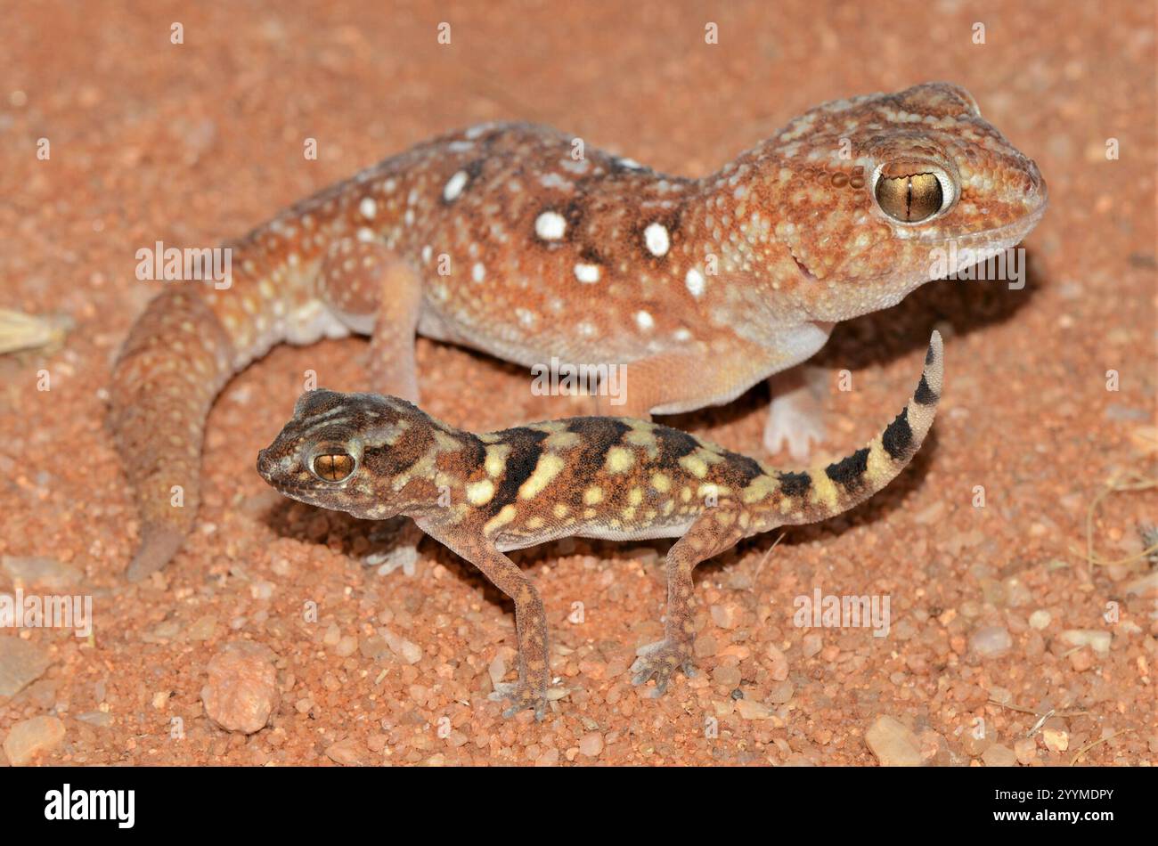 Namib Giant Ground Gecko (Chondrodactylus angulifer Stock Photo - Alamy