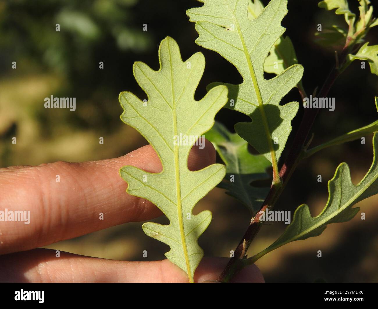 valley oak (Quercus lobata Stock Photo - Alamy