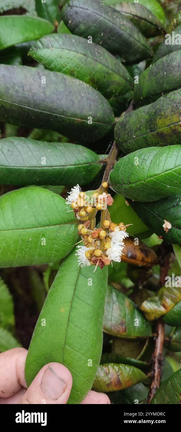 myrtle family (Myrtaceae Stock Photo - Alamy