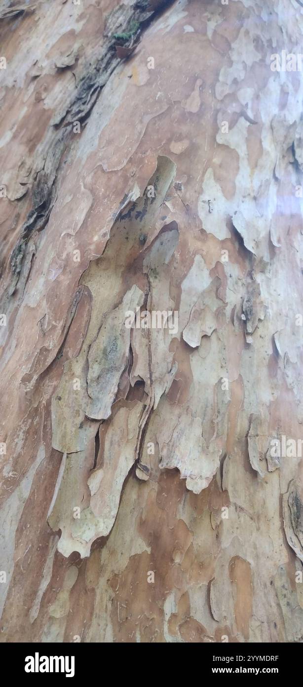 myrtle family (Myrtaceae Stock Photo - Alamy