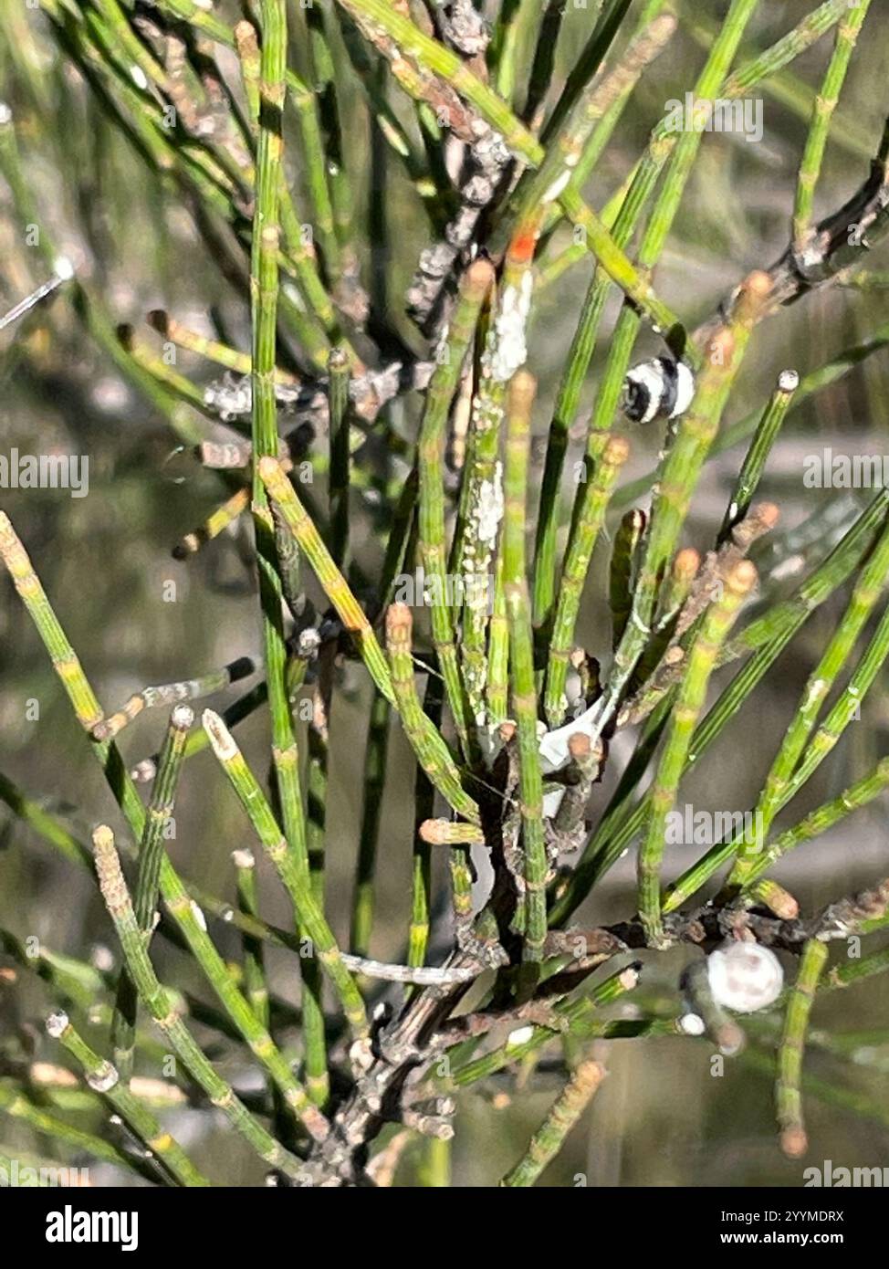 Sheoaks hi-res stock photography and images - Alamy