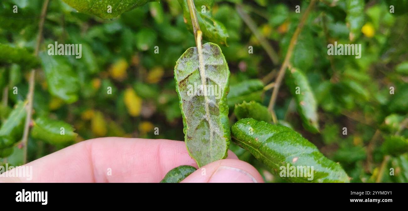 coast live oak (Quercus agrifolia Stock Photo - Alamy