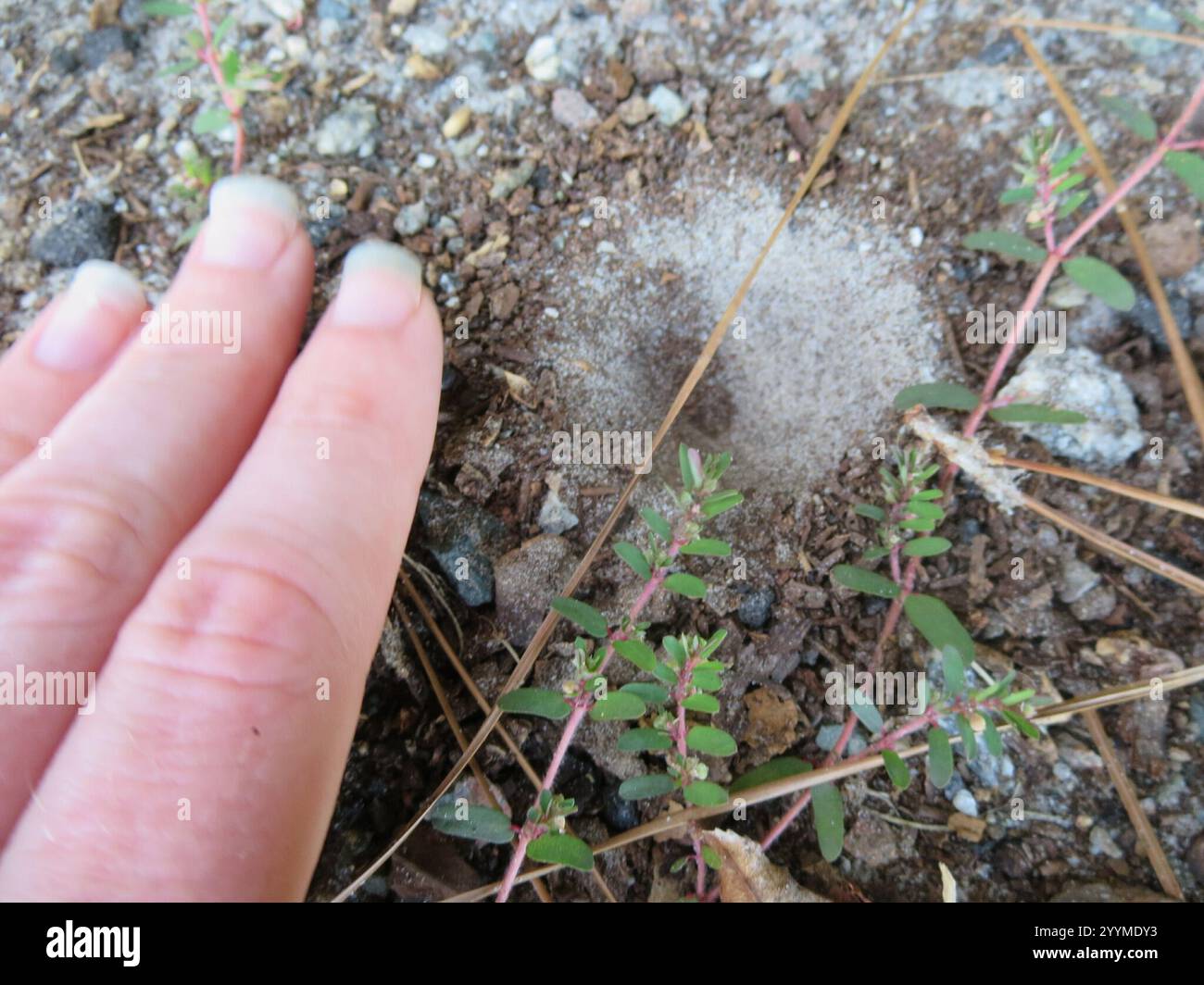 Pit trapping antlions hi-res stock photography and images - Alamy