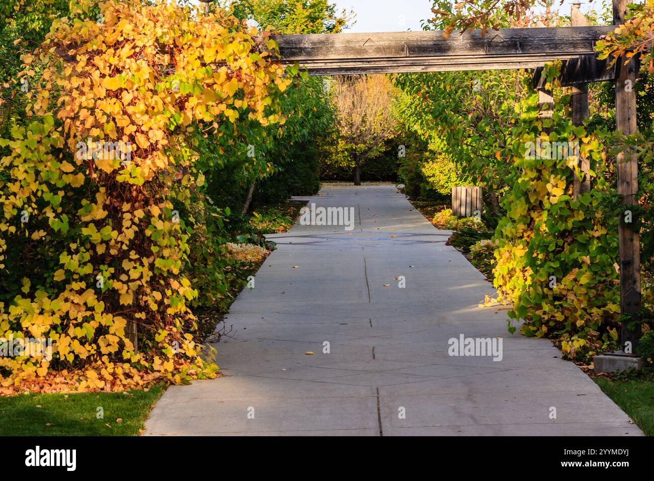 A path with a trellis and vines on it. The vines are yellow and the ...