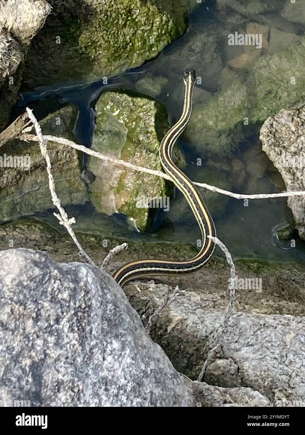 Western Ribbon Snake (Thamnophis proximus Stock Photo - Alamy