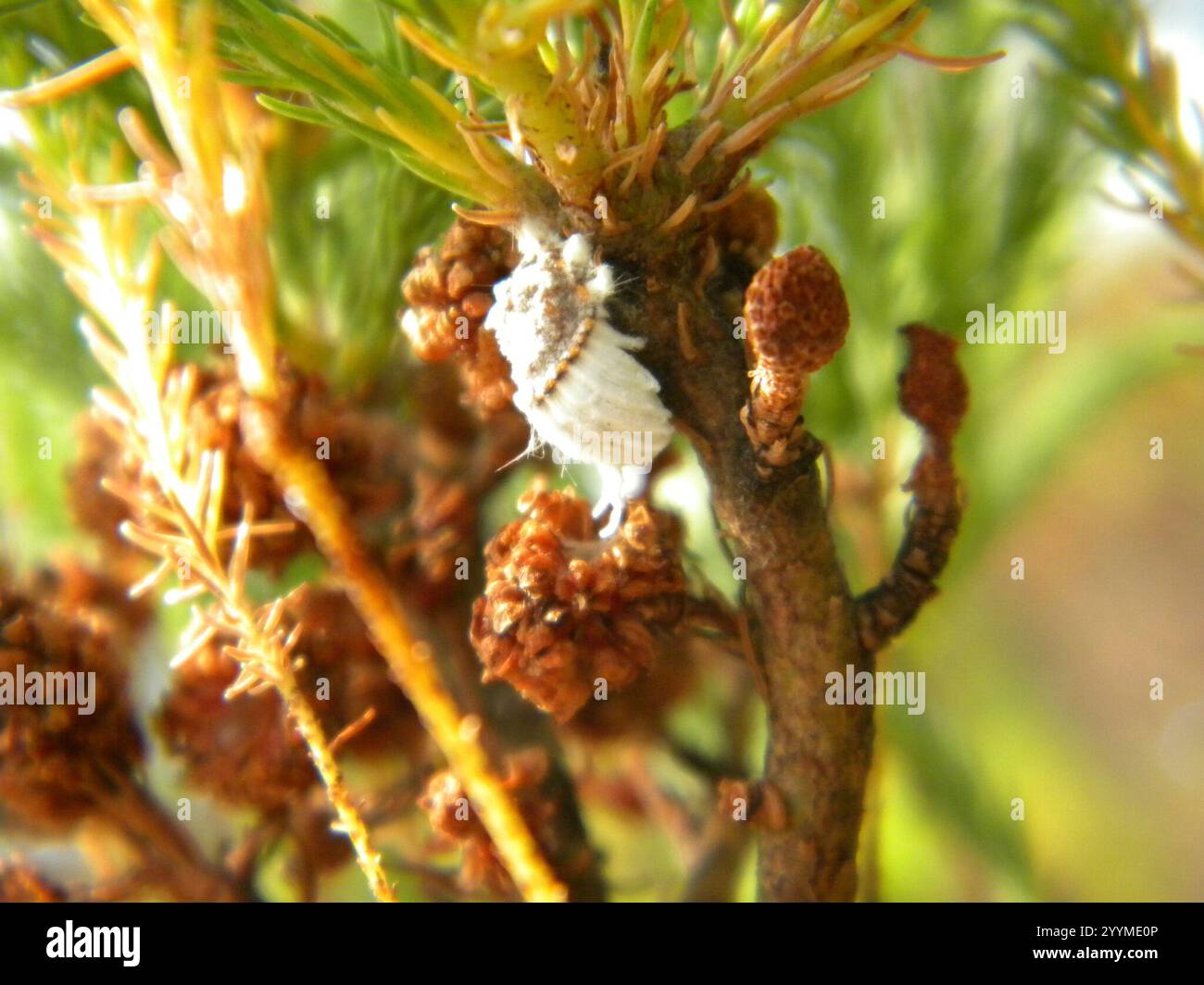 Cottony cushion scale (Icerya purchasi Stock Photo - Alamy