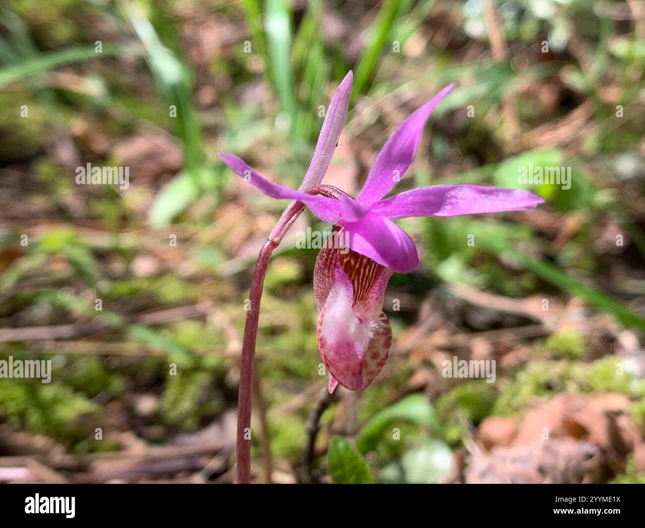Western Fairy-slipper (Calypso bulbosa occidentalis Stock Photo - Alamy