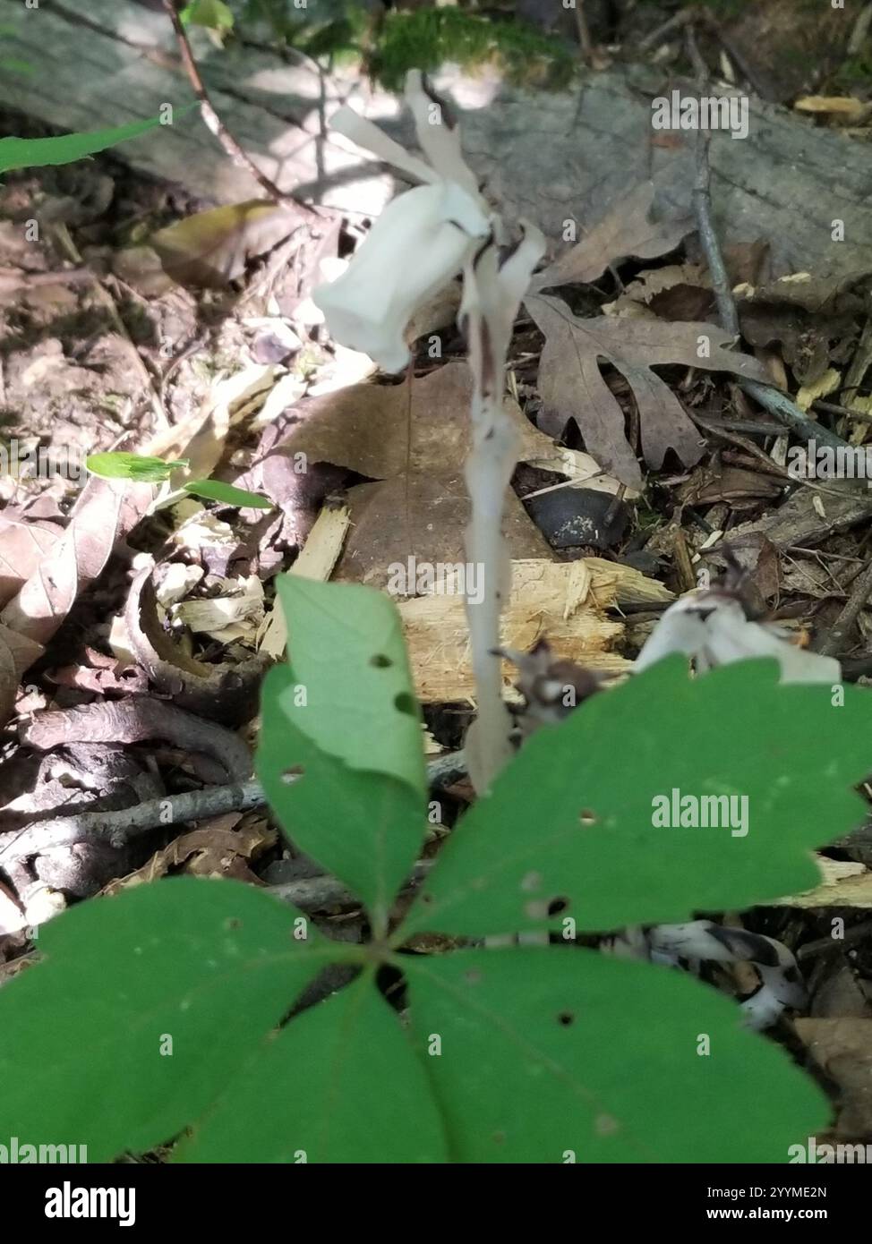 Ghost Pipe (Monotropa uniflora Stock Photo - Alamy