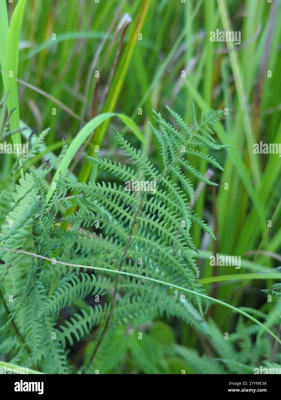 marsh fern (Thelypteris palustris Stock Photo - Alamy
