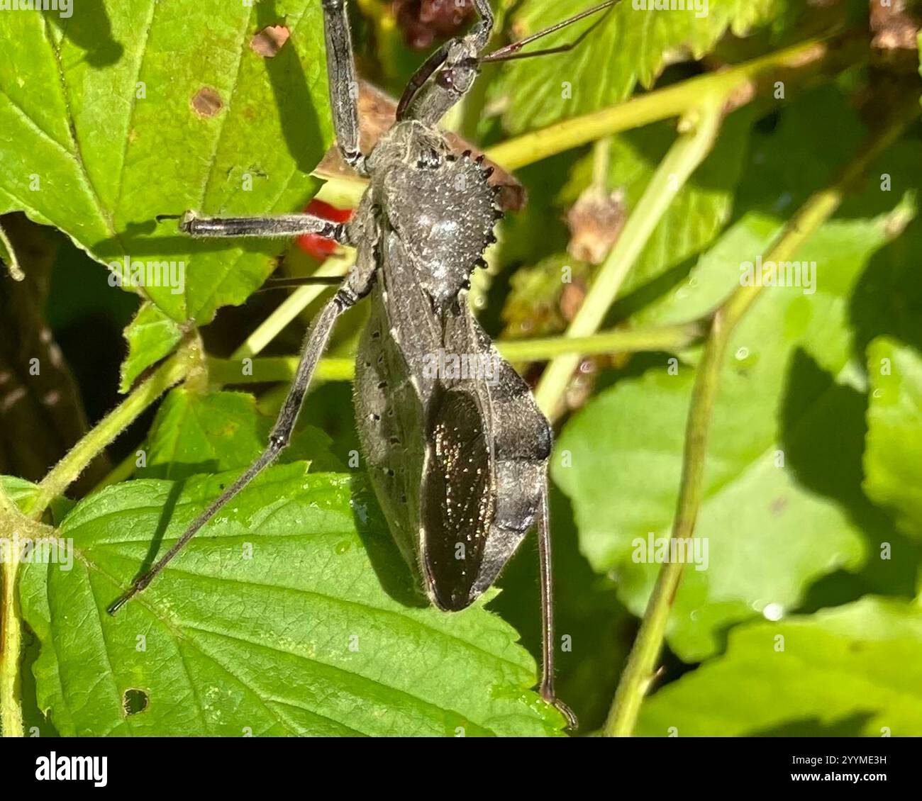North American Wheel Bug (Arilus cristatus Stock Photo - Alamy