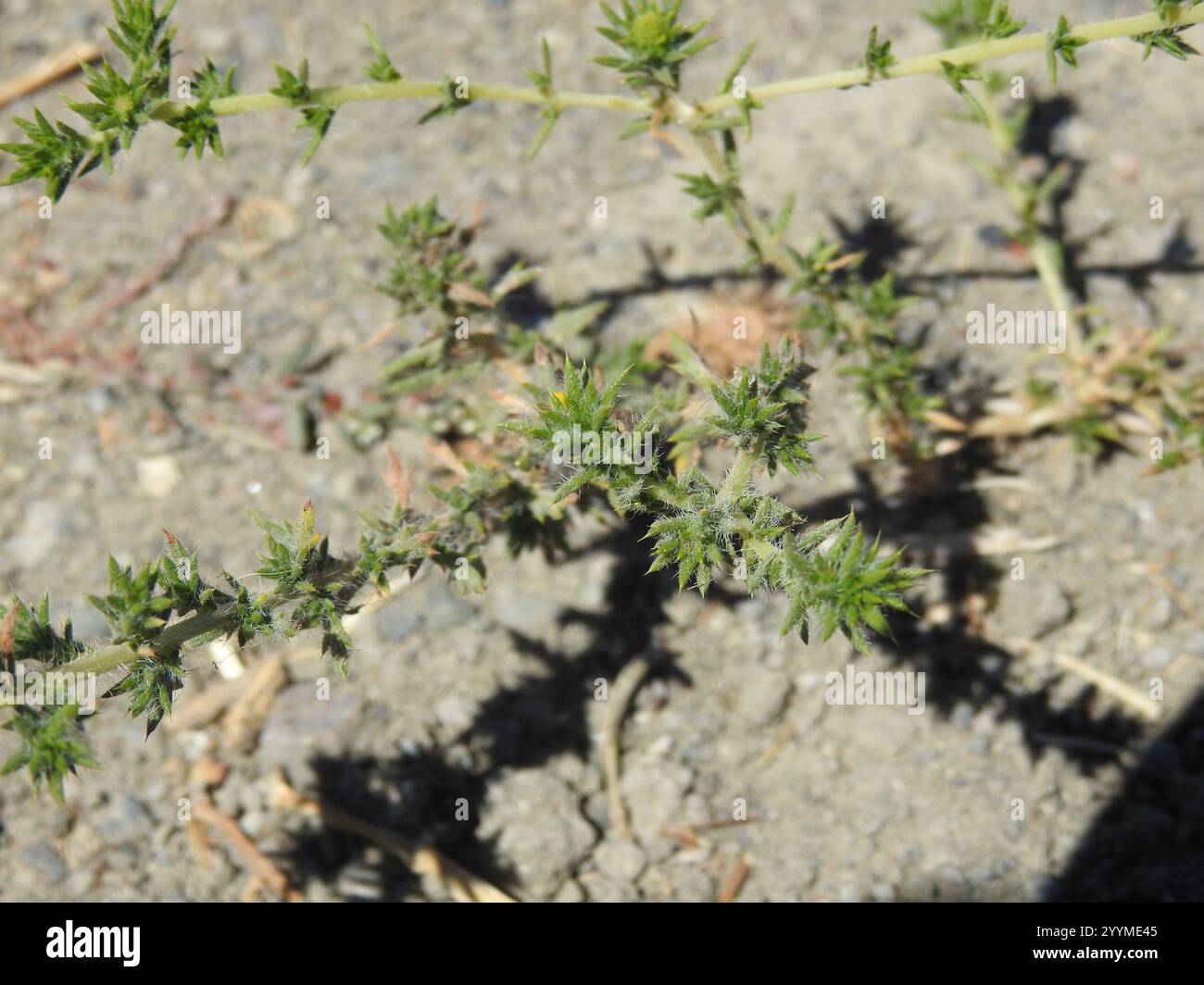 Common Spikeweed (Centromadia pungens Stock Photo - Alamy