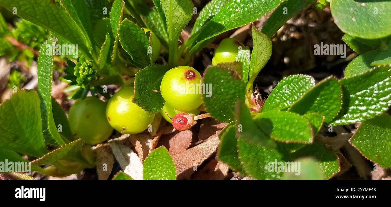 alpine bearberry (Arctous alpina Stock Photo - Alamy
