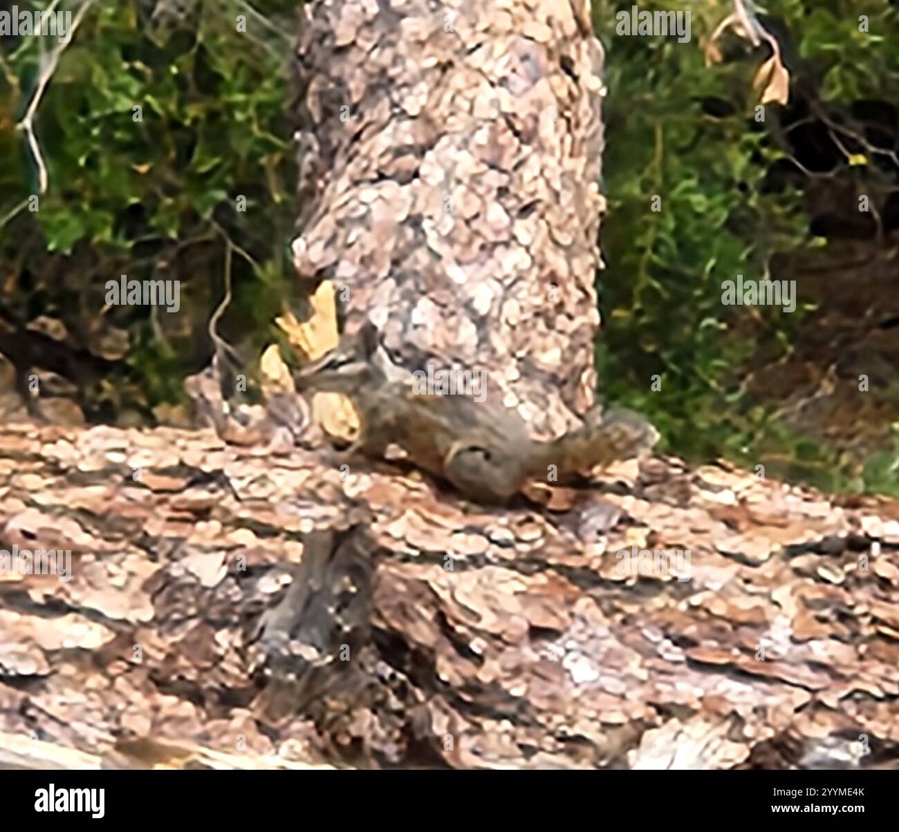 Merriam's chipmunk hi-res stock photography and images - Alamy