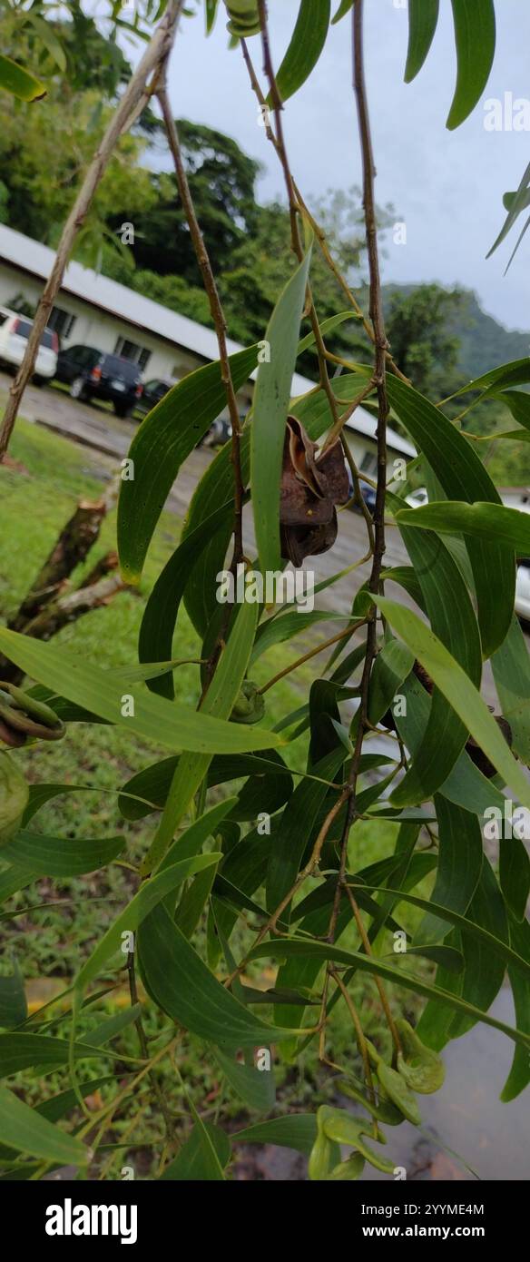 Earpod Wattle (Acacia auriculiformis Stock Photo - Alamy