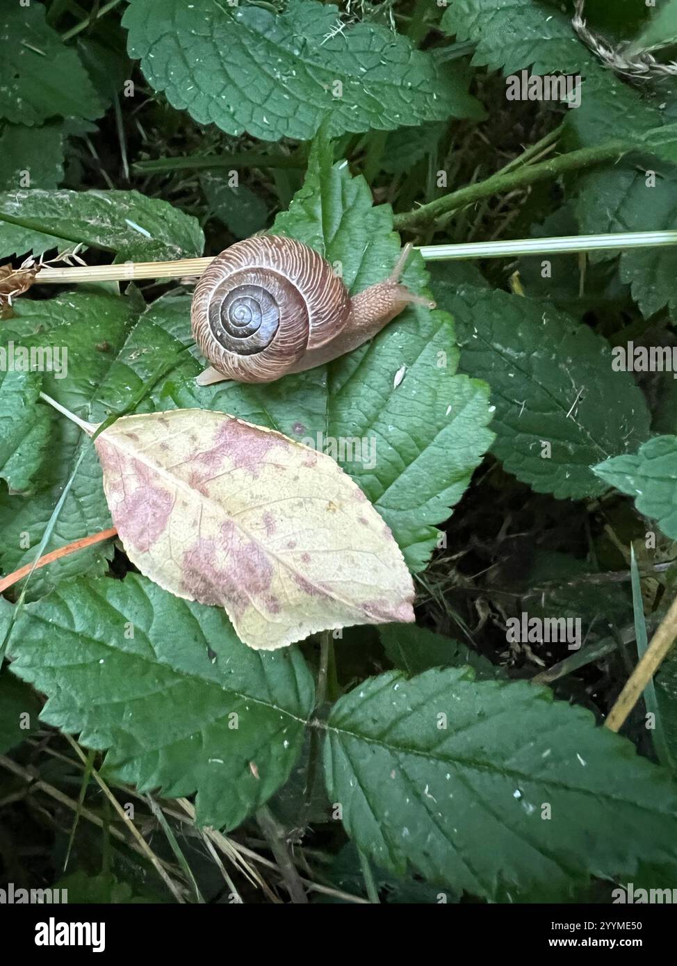 Oregon forestsnail (Allogona townsendiana Stock Photo - Alamy
