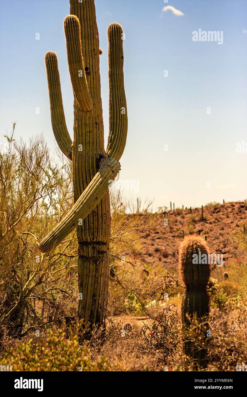 A tall cactus is standing in a field with a clear blue sky above. The ...