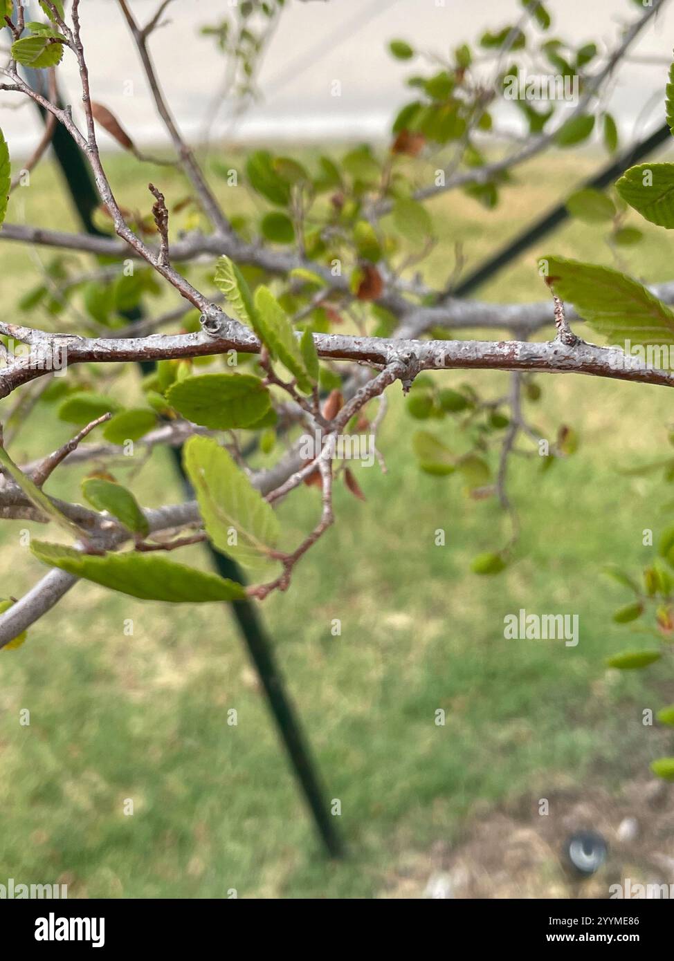 Cedar Elm (Ulmus crassifolia Stock Photo - Alamy