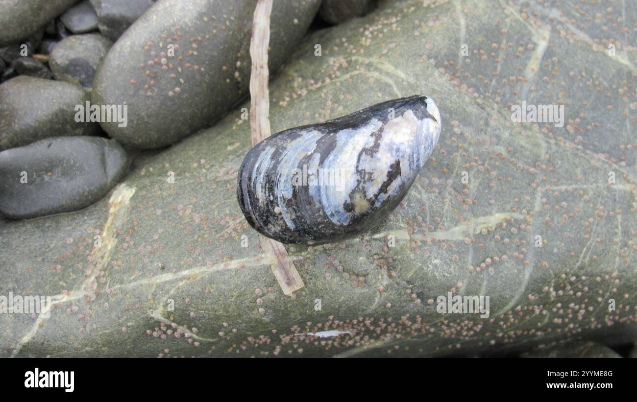 Blue Mussel (Mytilus edulis Stock Photo - Alamy