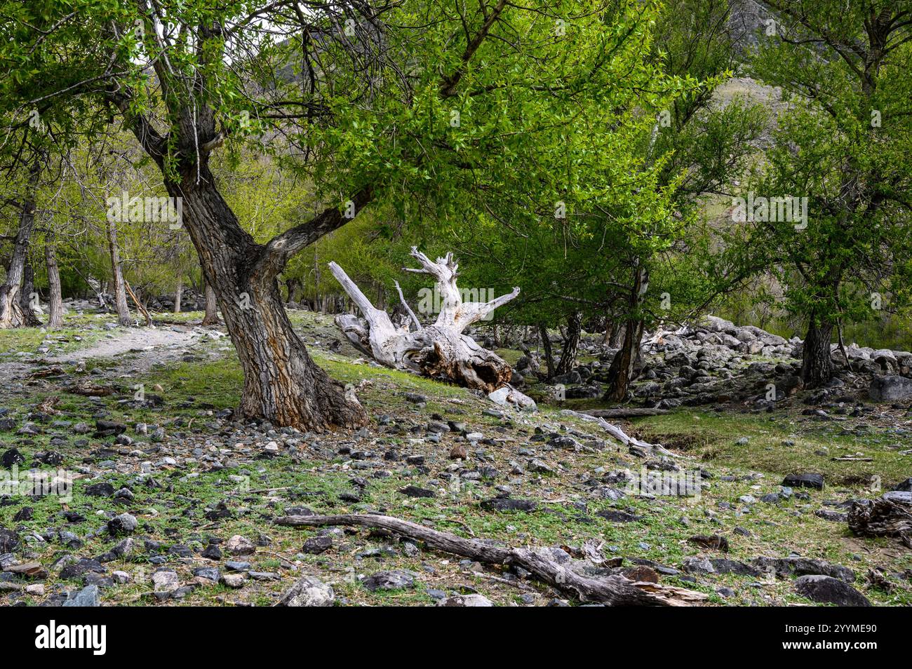 Snags of wood and dead vegetation and moss covered rocks surround ...