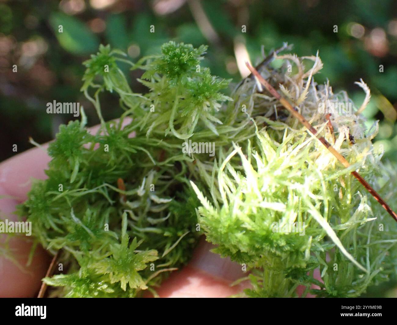 Sphagnum mosses (Sphagnum Stock Photo - Alamy