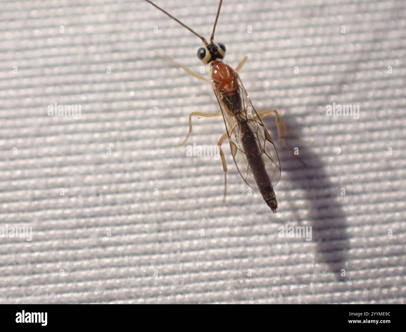 Ichneumonid and Braconid Wasps (Ichneumonoidea Stock Photo - Alamy