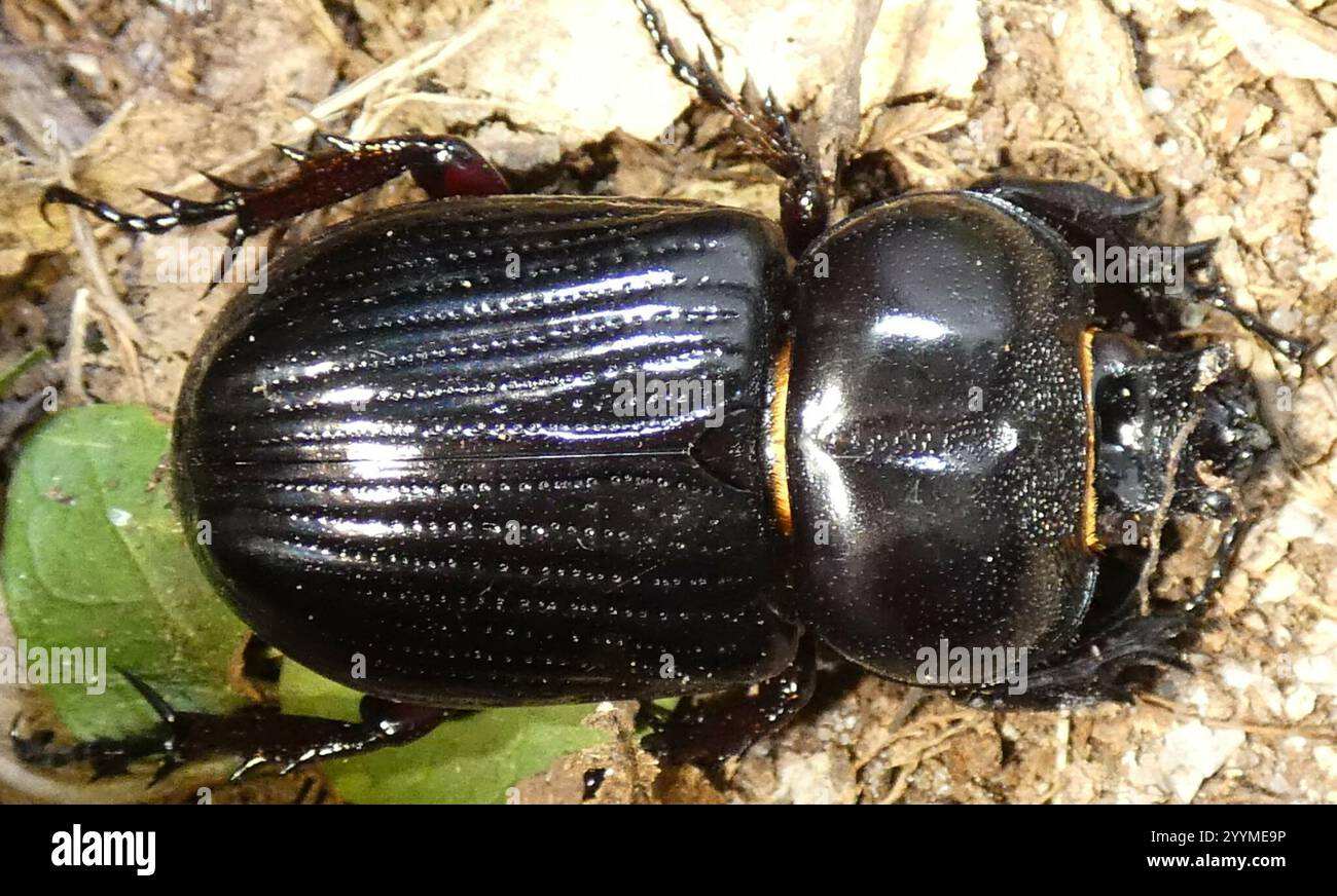 Triceratops Beetle (Phileurus truncatus Stock Photo - Alamy