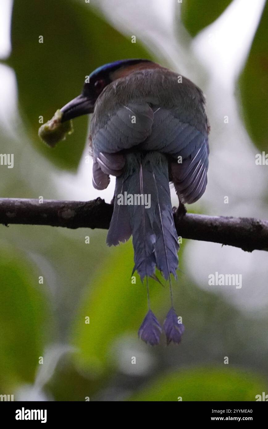 Lesson's Motmot (Momotus lessonii Stock Photo - Alamy