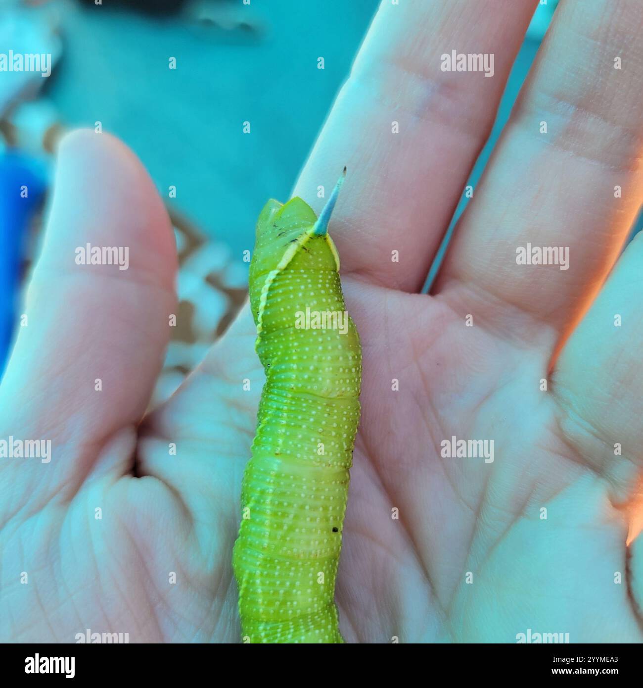 Western Eyed Sphinx (Smerinthus ophthalmica Stock Photo - Alamy