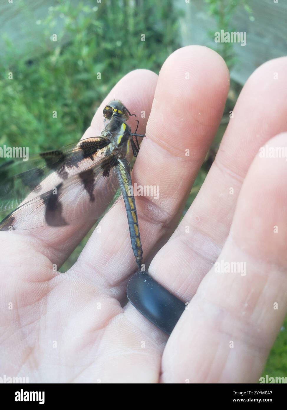 Twelve-spotted Skimmer (Libellula pulchella Stock Photo - Alamy