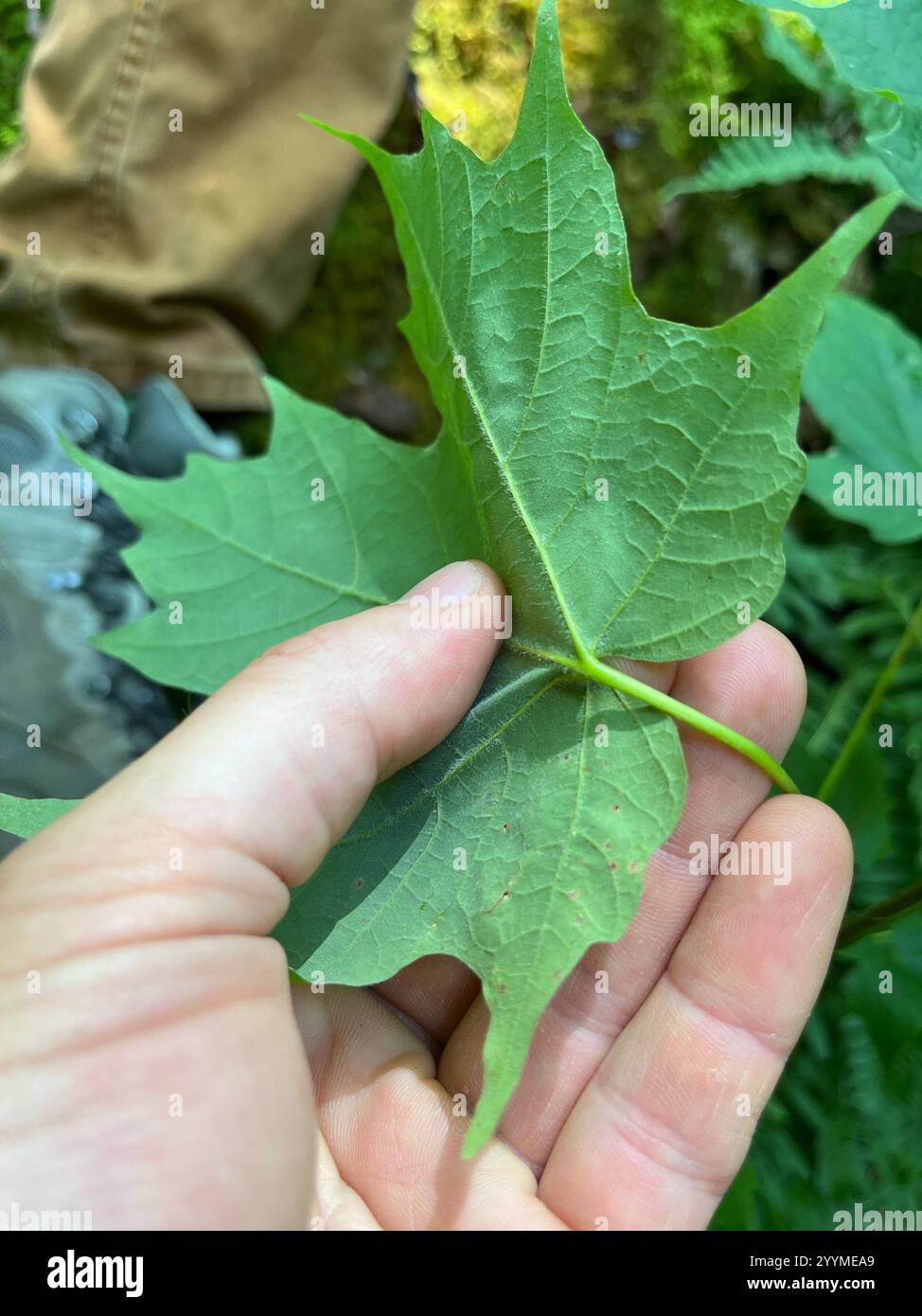 black maple (Acer nigrum Stock Photo - Alamy