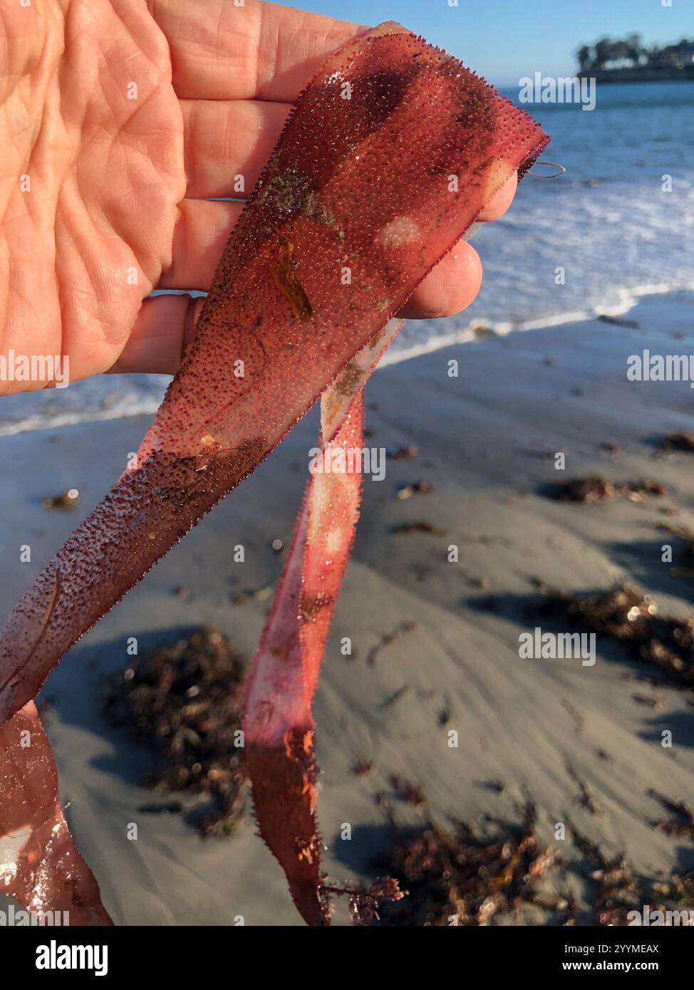 Chondracanthus hi-res stock photography and images - Alamy