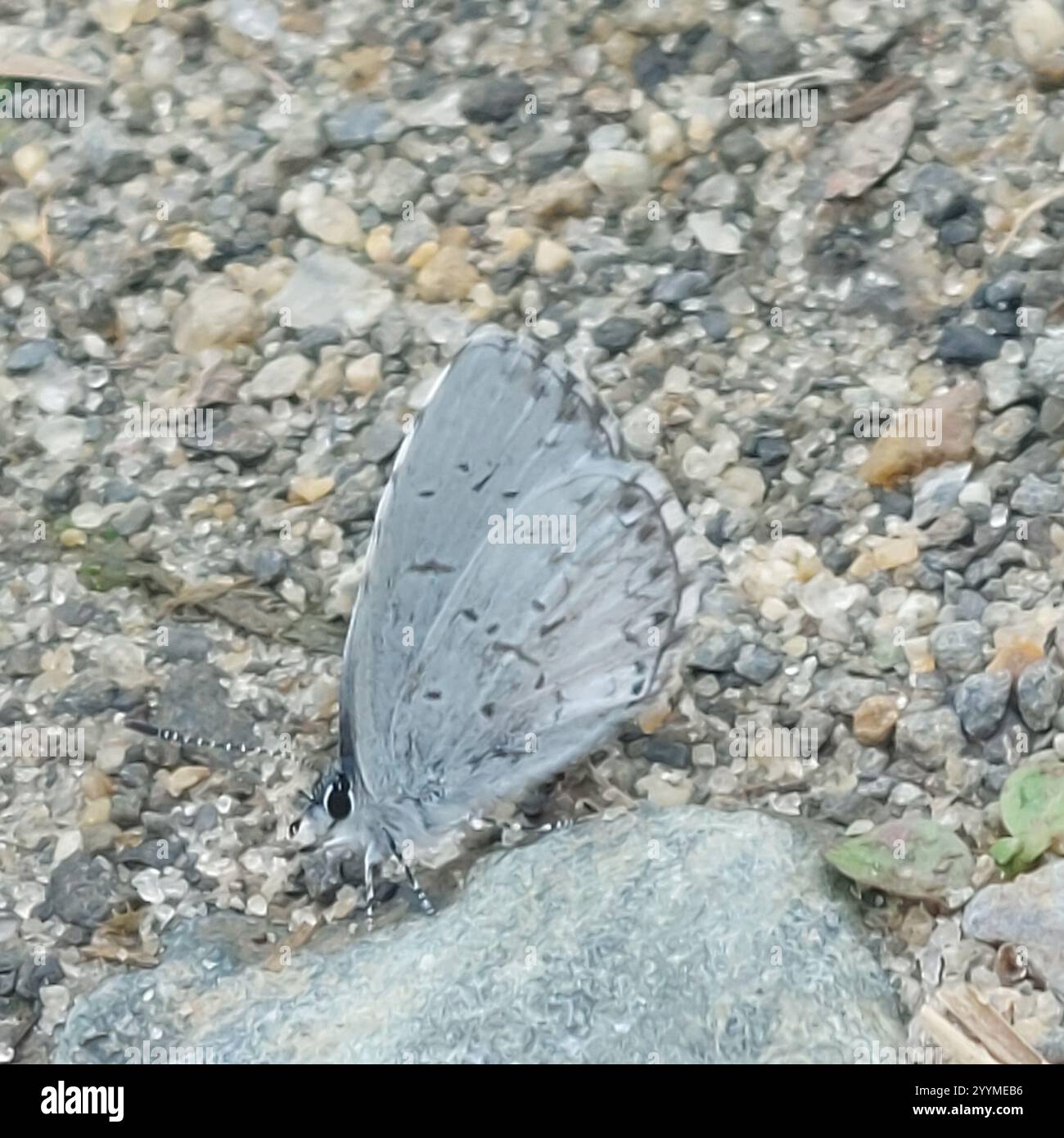 Northern Azure (Celastrina lucia Stock Photo - Alamy