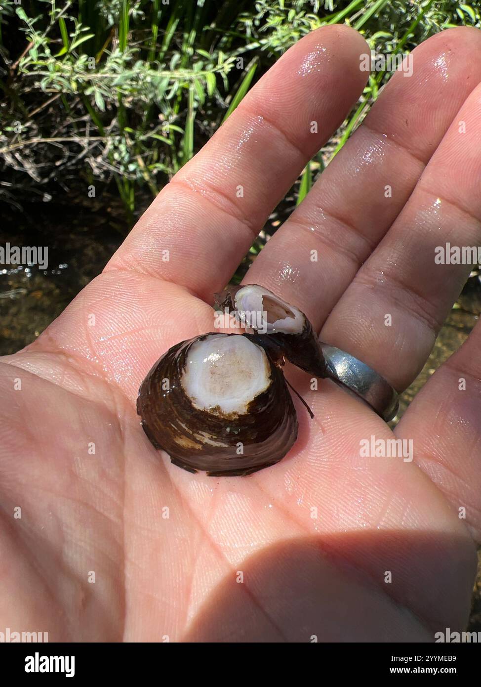 Asian Clam (Corbicula fluminea Stock Photo - Alamy