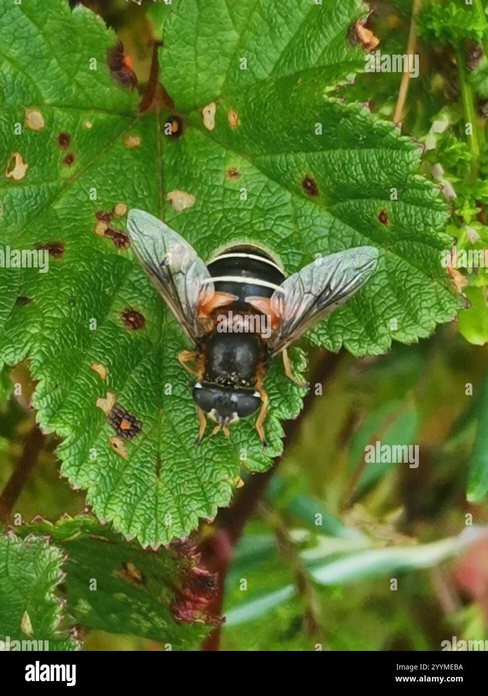 Eristalis cryptarum hi-res stock photography and images - Alamy