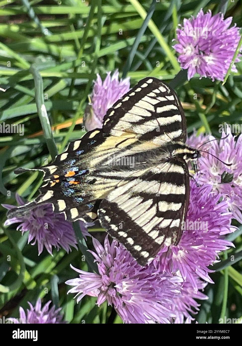 Canadian Tiger Swallowtail (Papilio canadensis Stock Photo - Alamy