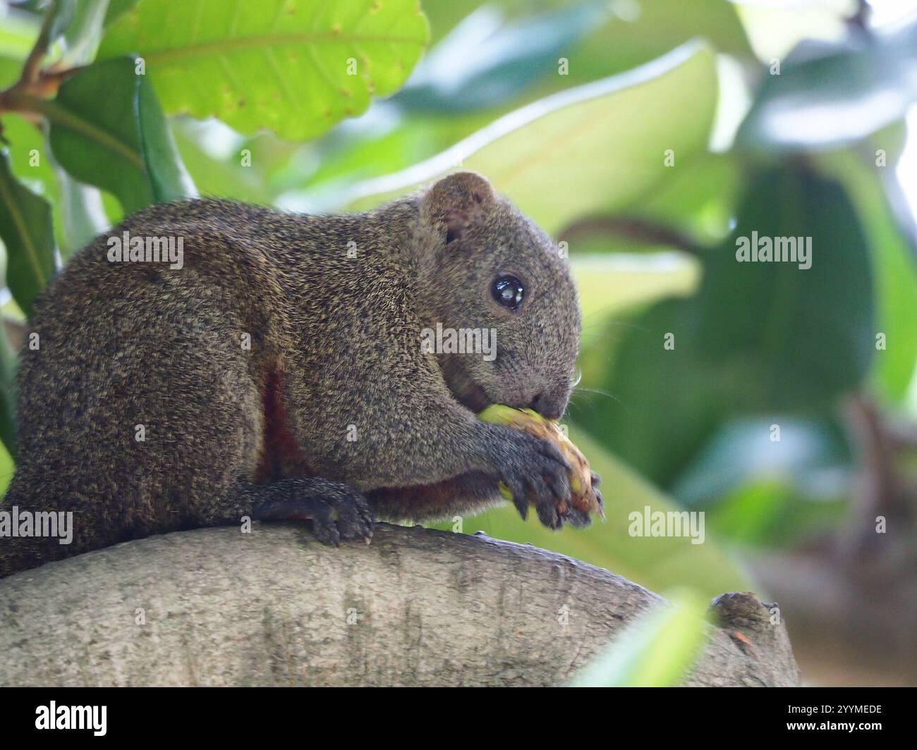 Taiwan Squirrel (Callosciurus erythraeus thaiwanensis Stock Photo - Alamy